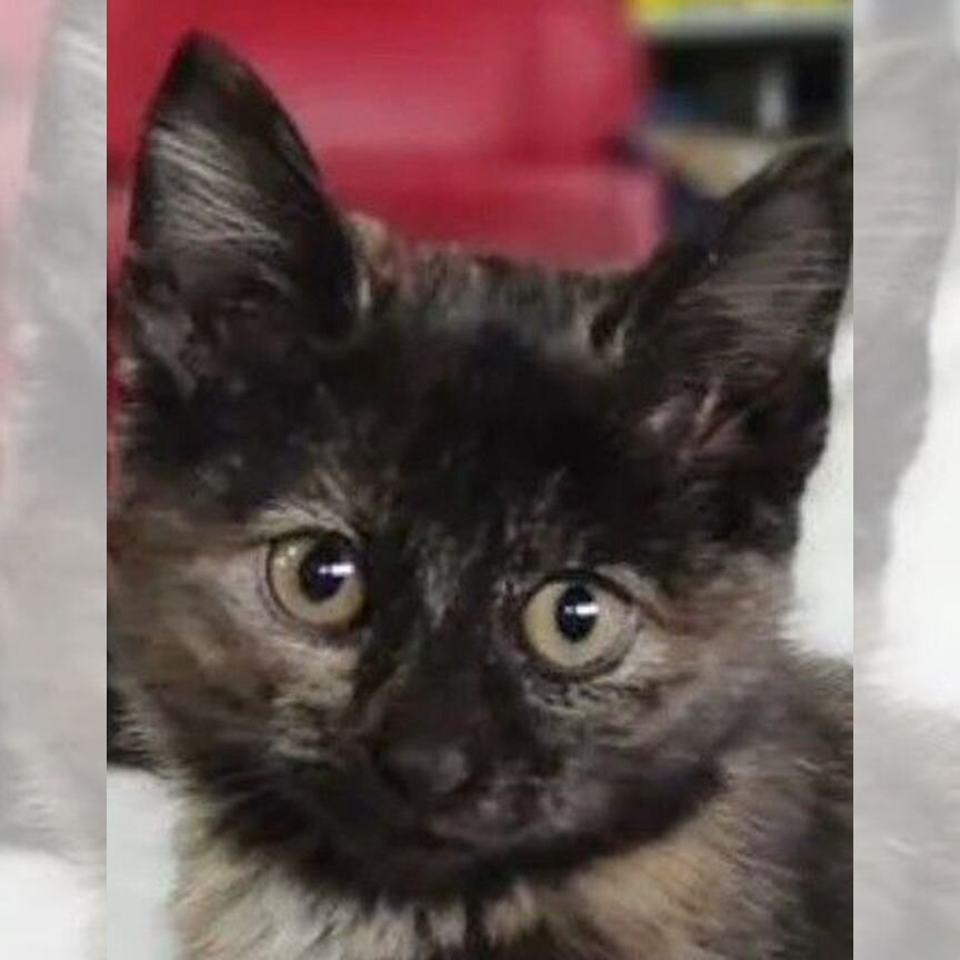 Корниш-рекс котёнок