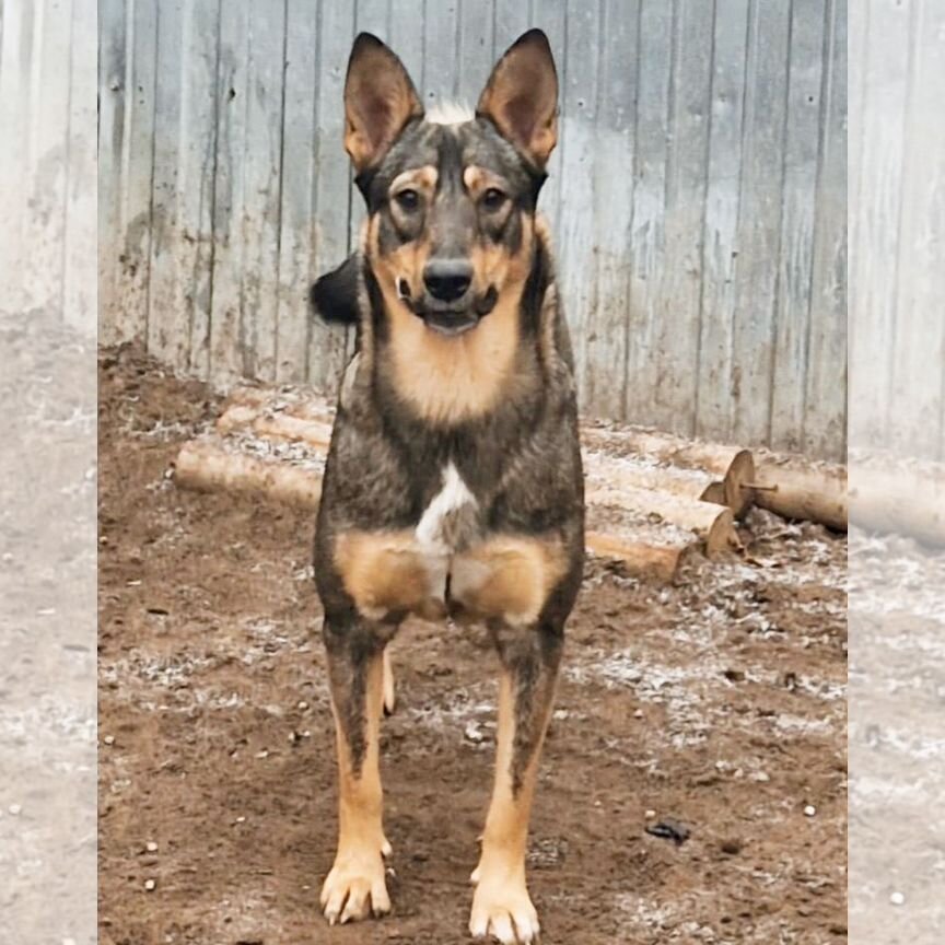 Собка- девочка - охранница