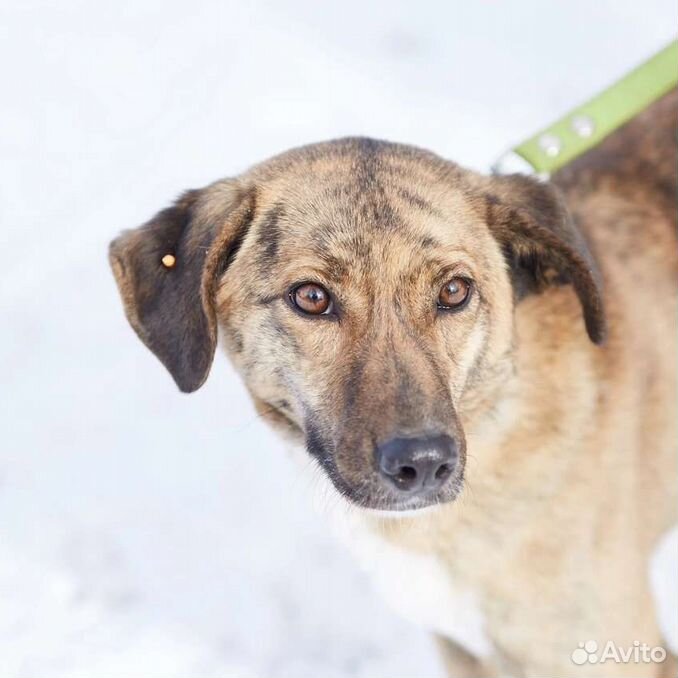 Молодая собака Тигрина в добрые руки