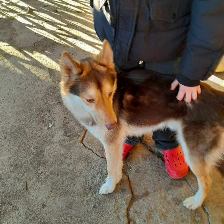 Шоколадный Арчи ждёт вас