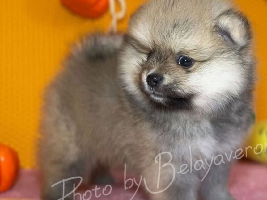 Ангелочки, щенки шпица