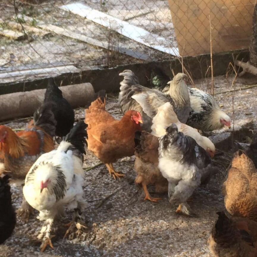 Петушки молодые