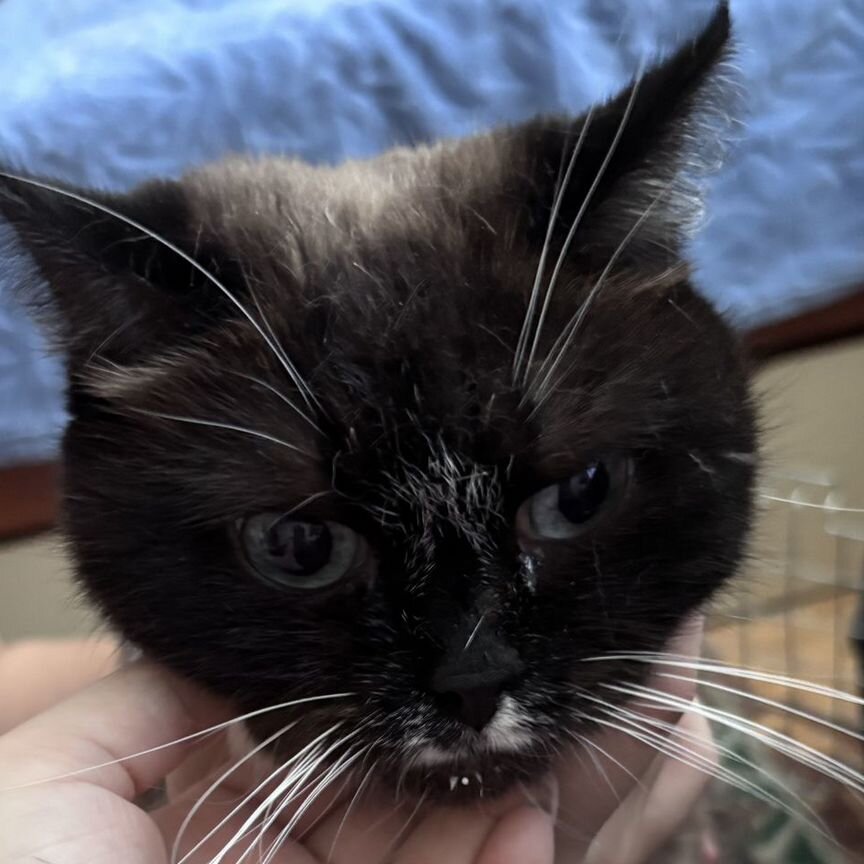 Сиамская кошка, взрослая