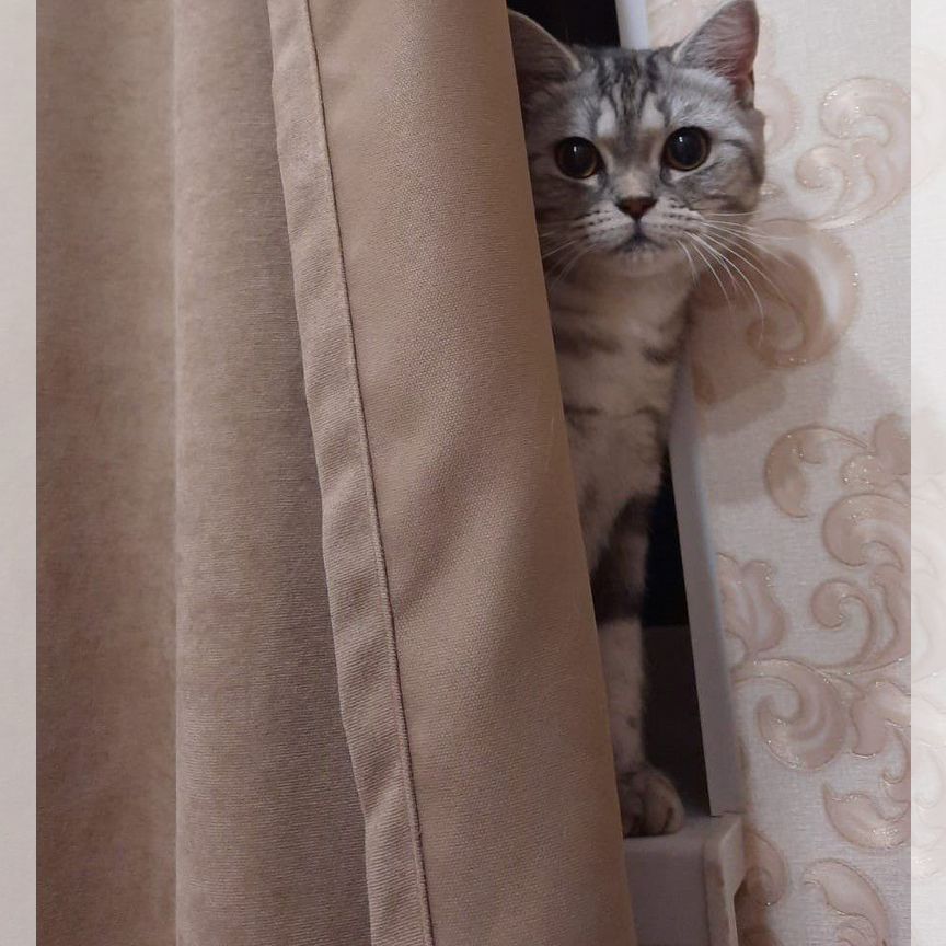 Скоттиш-страйт девочка