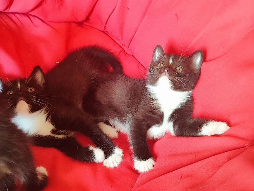 Британские котята