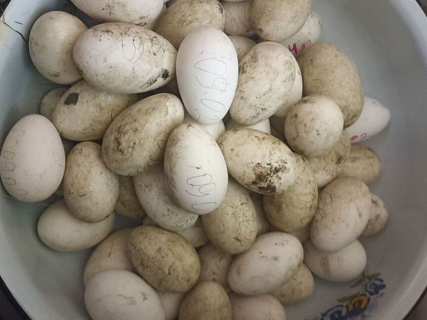 Продам яйцо гусиное в инкубатор