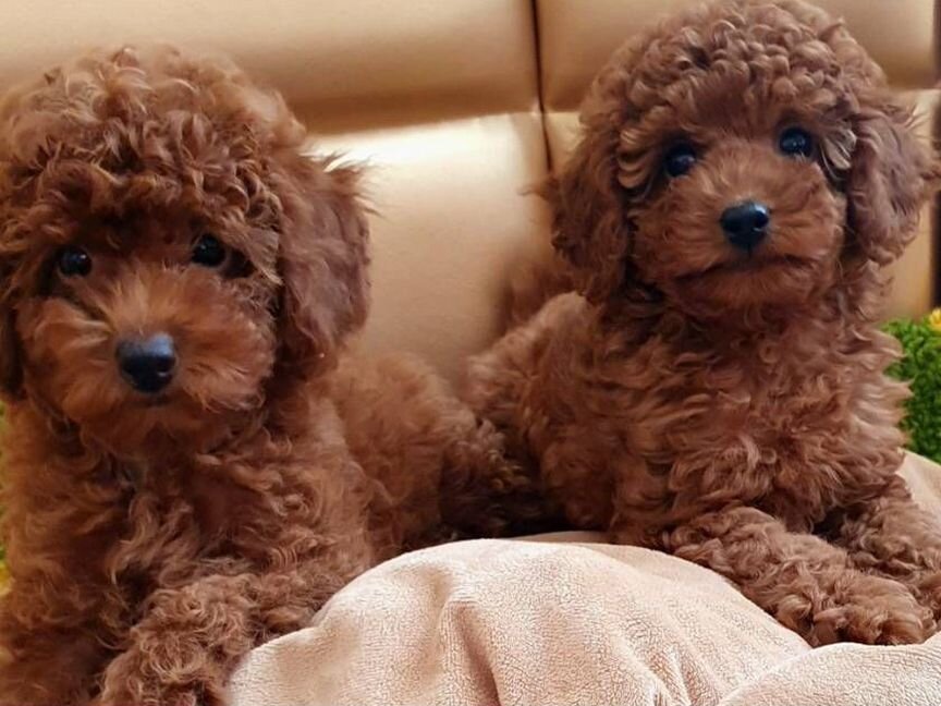 Мальтипушки мини и стандарт