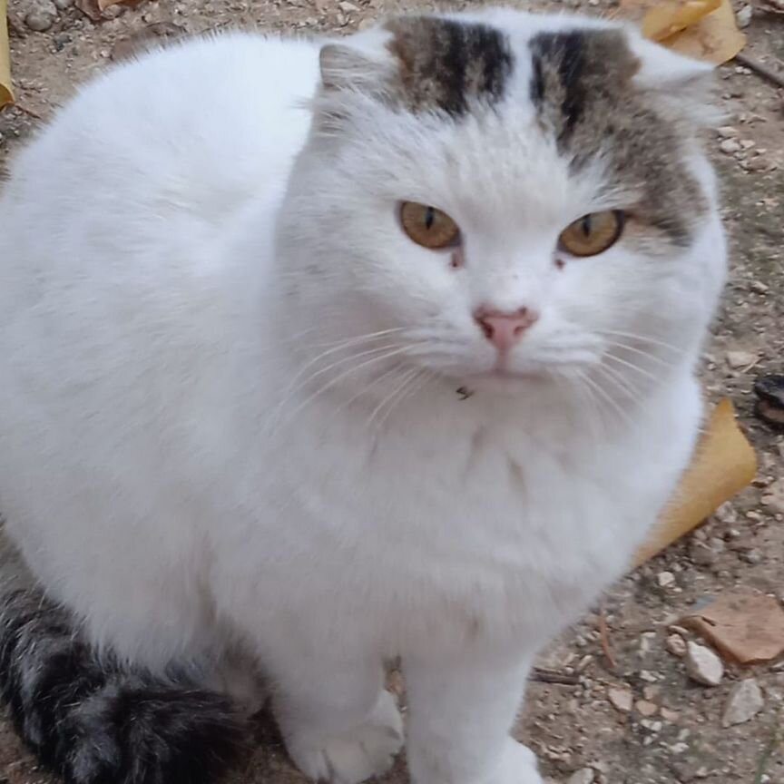 Кошка вислоушка