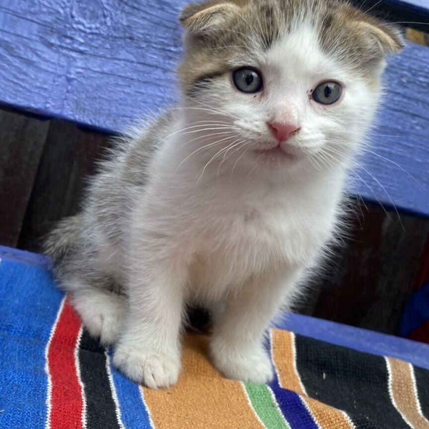 Шотландский вислоухий короткошёрстный котёнок