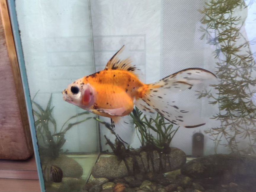 Золотая рыбка