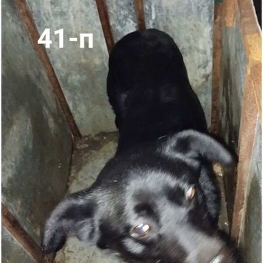 Собаки в добрые руки даром)