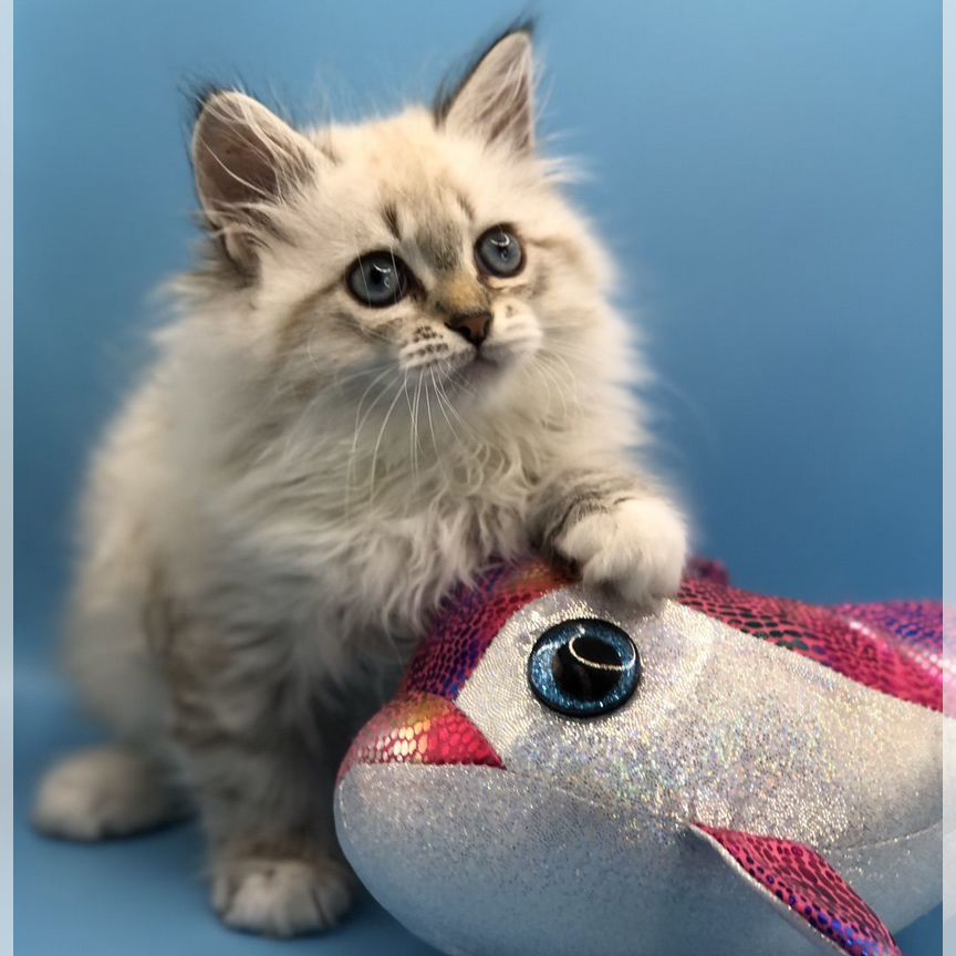 Котята мальчик