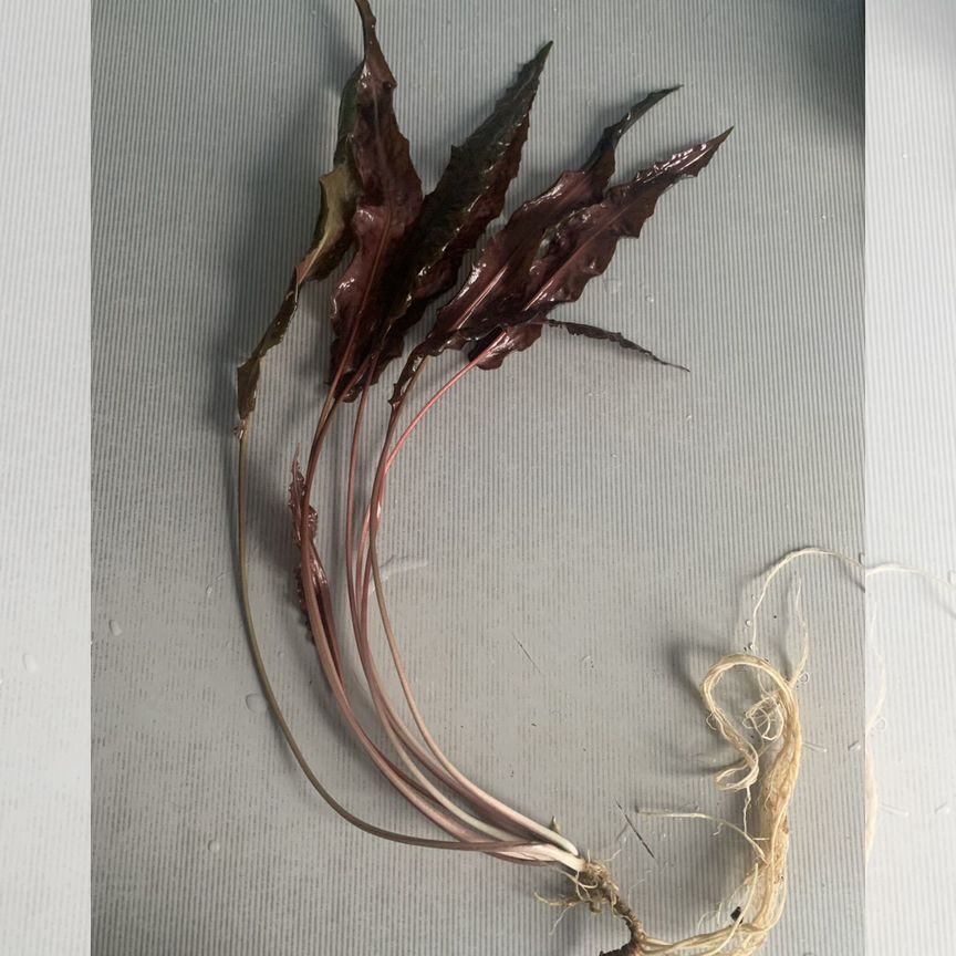 Аквариумное растение