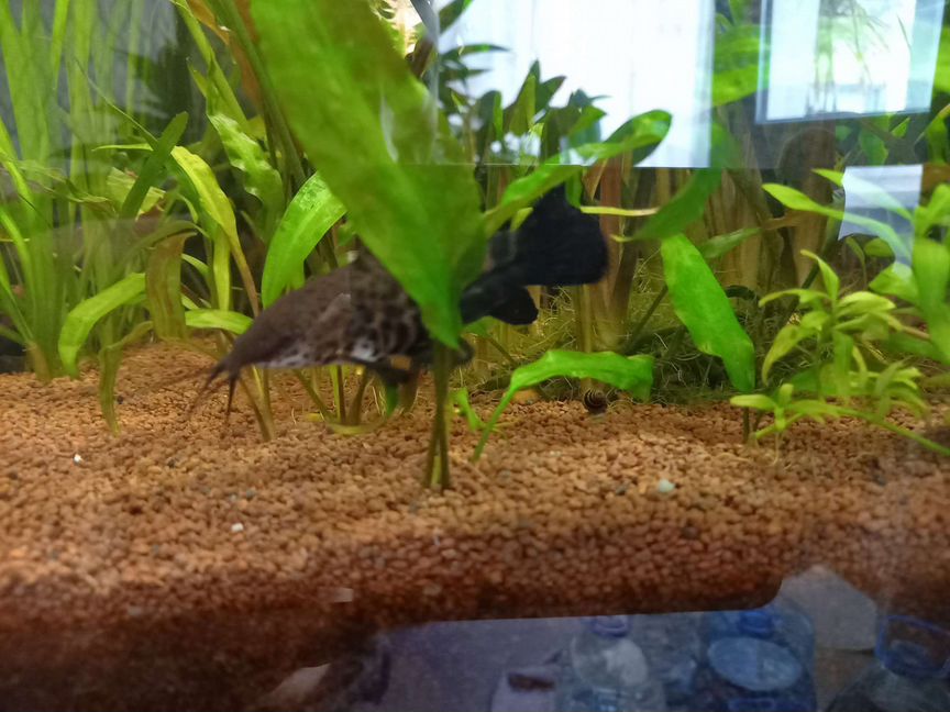 Сомики таракатум, меченосцы красные