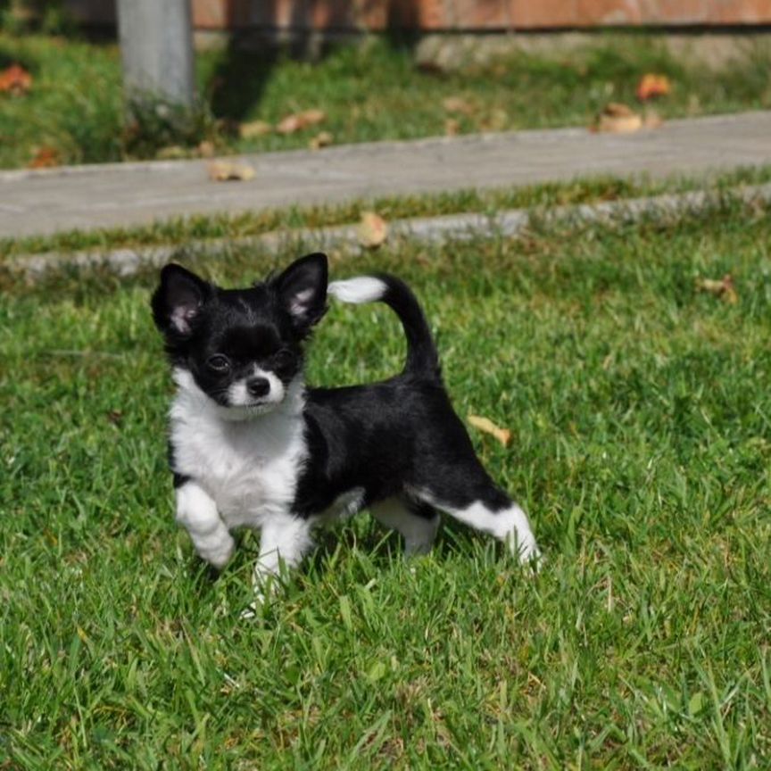 Мировая девчёнка