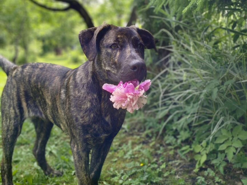 Отдам в хорошие руки собаку