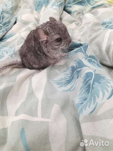 Продам шиншилёнка мальчик
