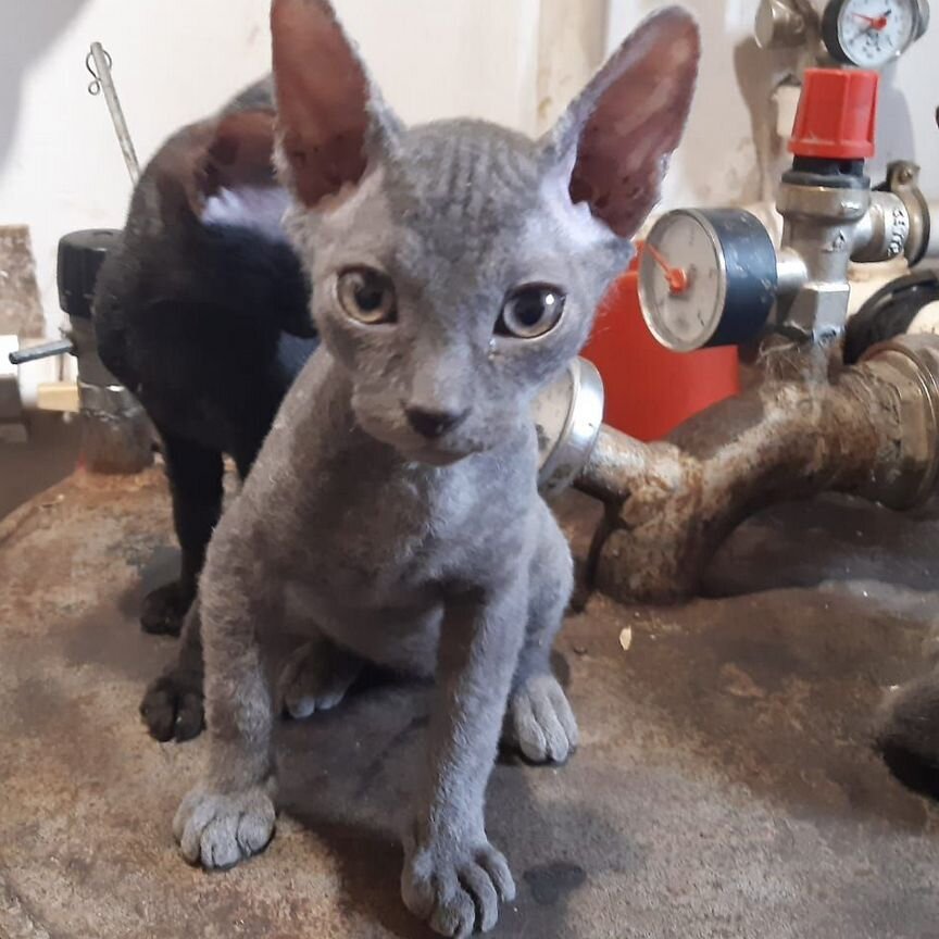 Донской сфинкс котята