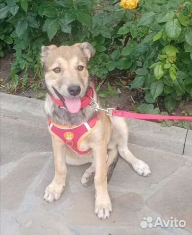 Щенок, девочка, 4,5 мес. в добрые руки