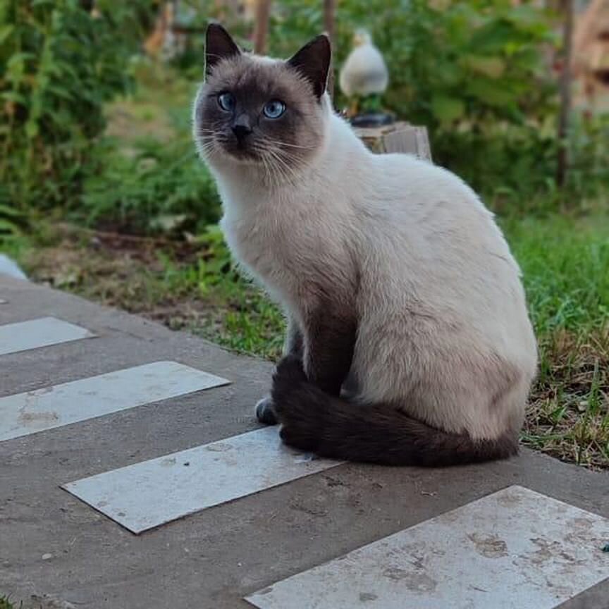 Кот в добрые руки