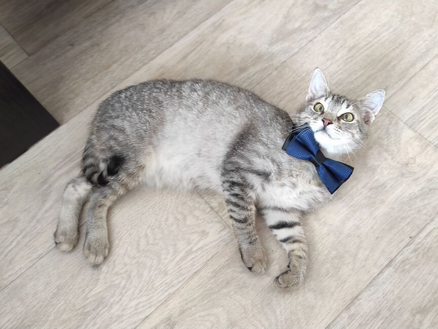 Котята 9 месяцев в добрые руки