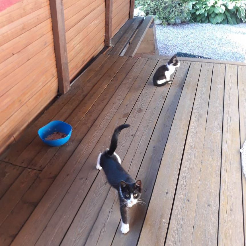 Котята добрым и заботливым людям