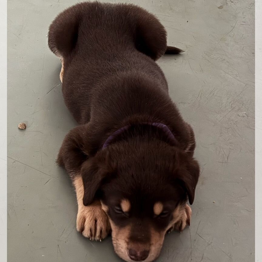 Щенок в добрые руки