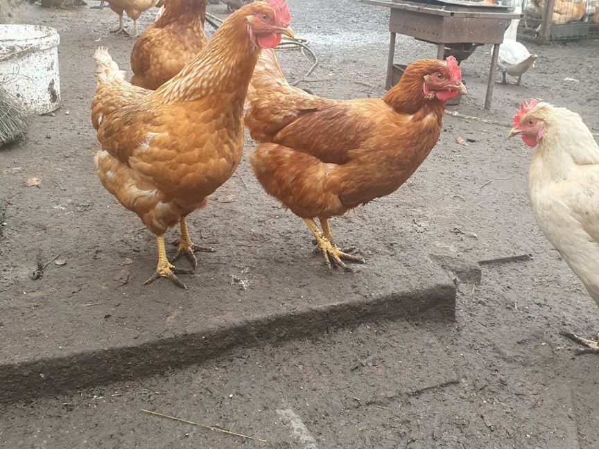 Куры несушки промышленные и породные