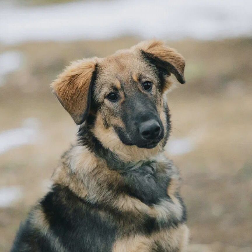 Малышка Шайни ждет свою семью