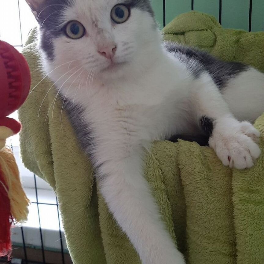 Котики бесплатно в добрые руки