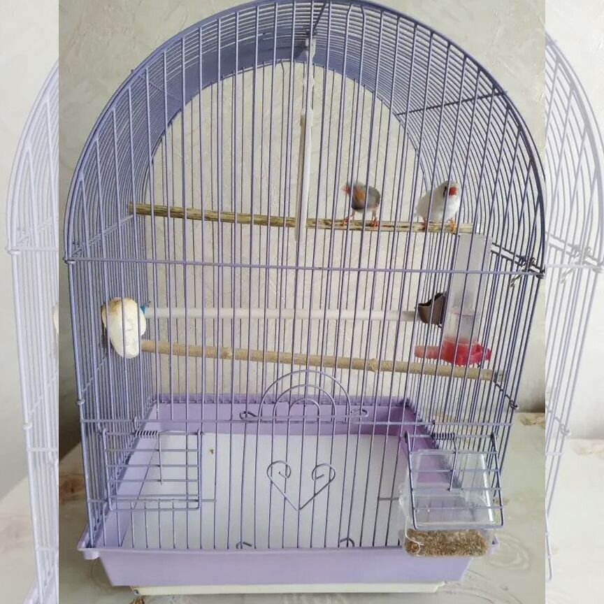 Зебровые амадины