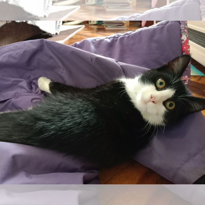 Котёнок
