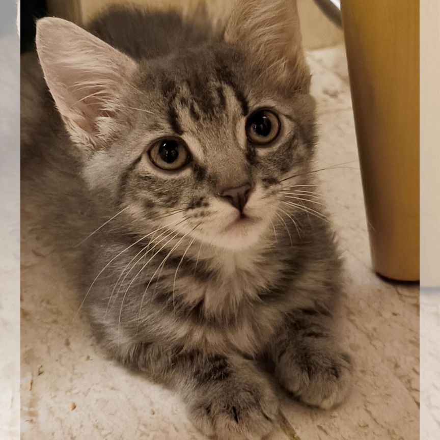 Девочка-бобтейл в добрые руки