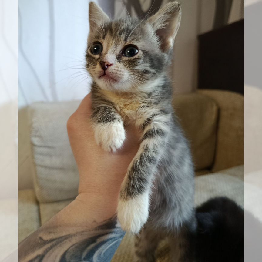 Котёнок в добрые руки