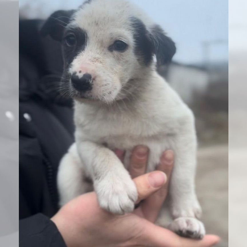 Щенок в добрые руки