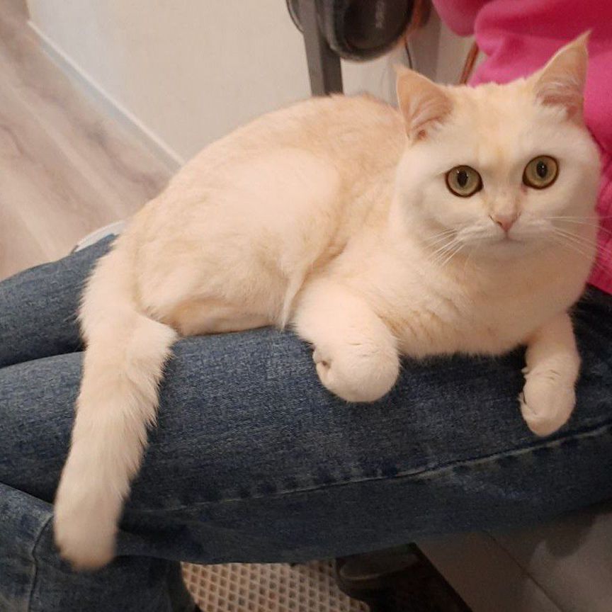 Британская кошка
