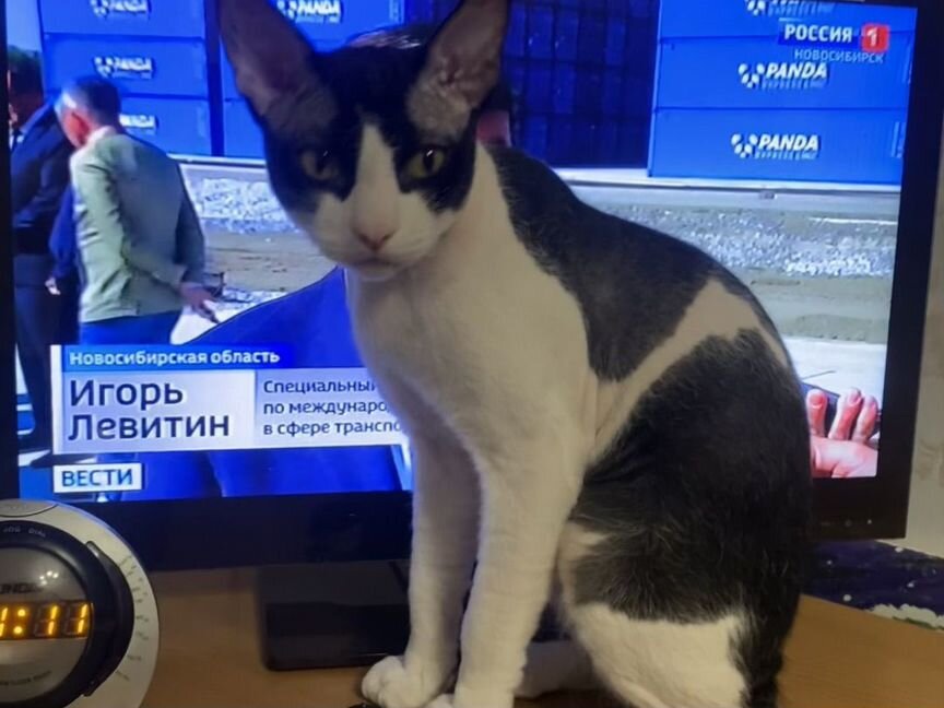 Кот сфинкс