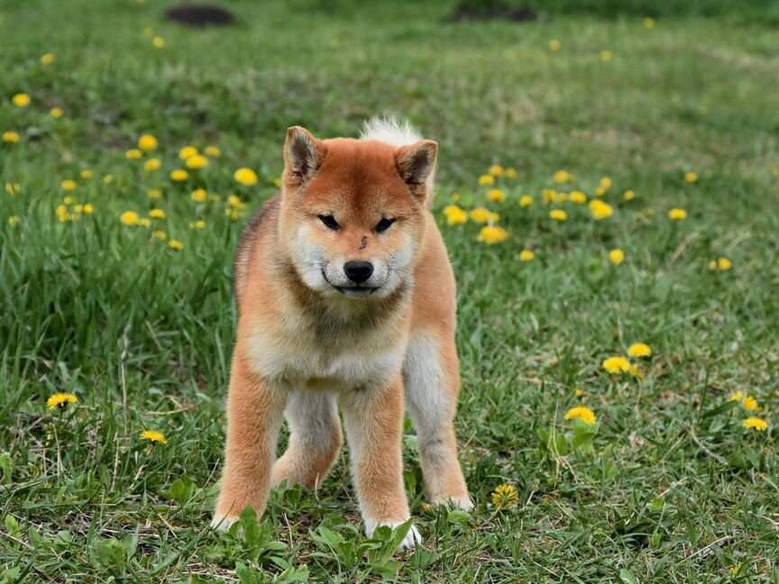 Сиба-Ину