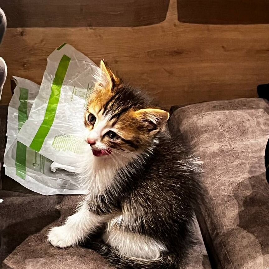 Домашние животные котята