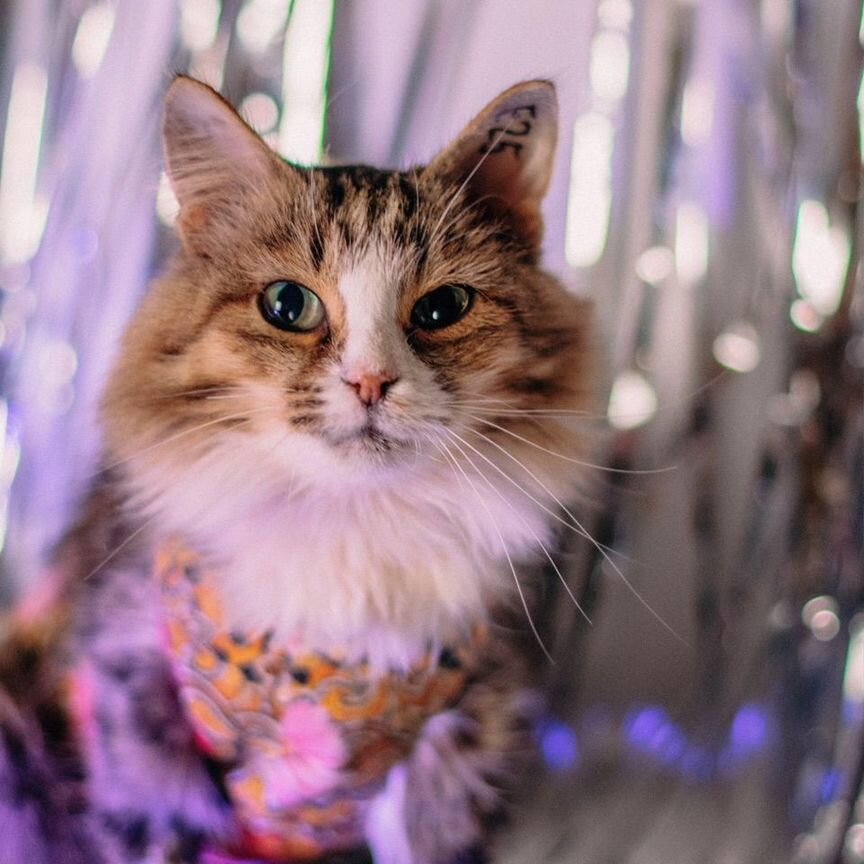 Через 5 дней выпуск на улицу