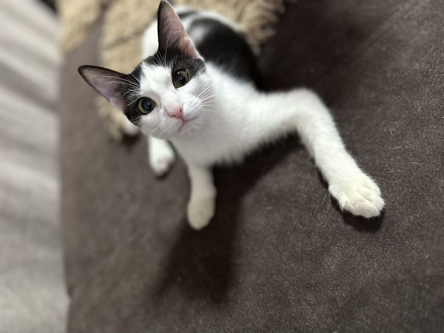 Кошка стерилизованная