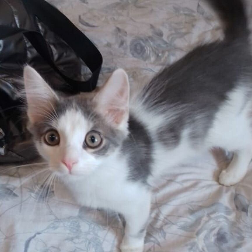 Котенок