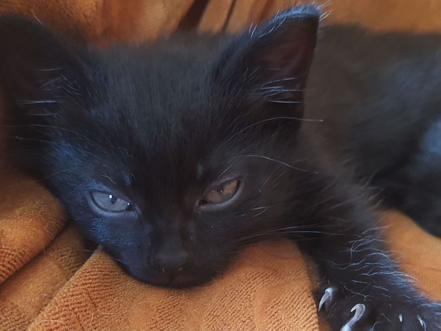 Котёнок мальчик в добрые руки