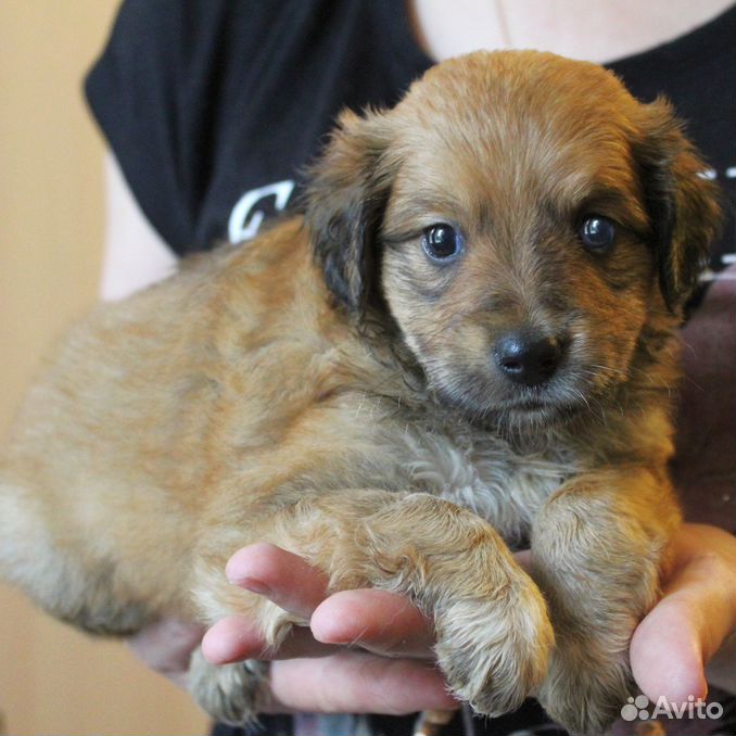 Щенулька ищет дом