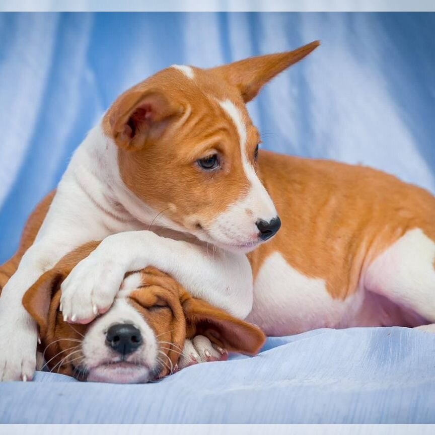 Басенджи, щенок