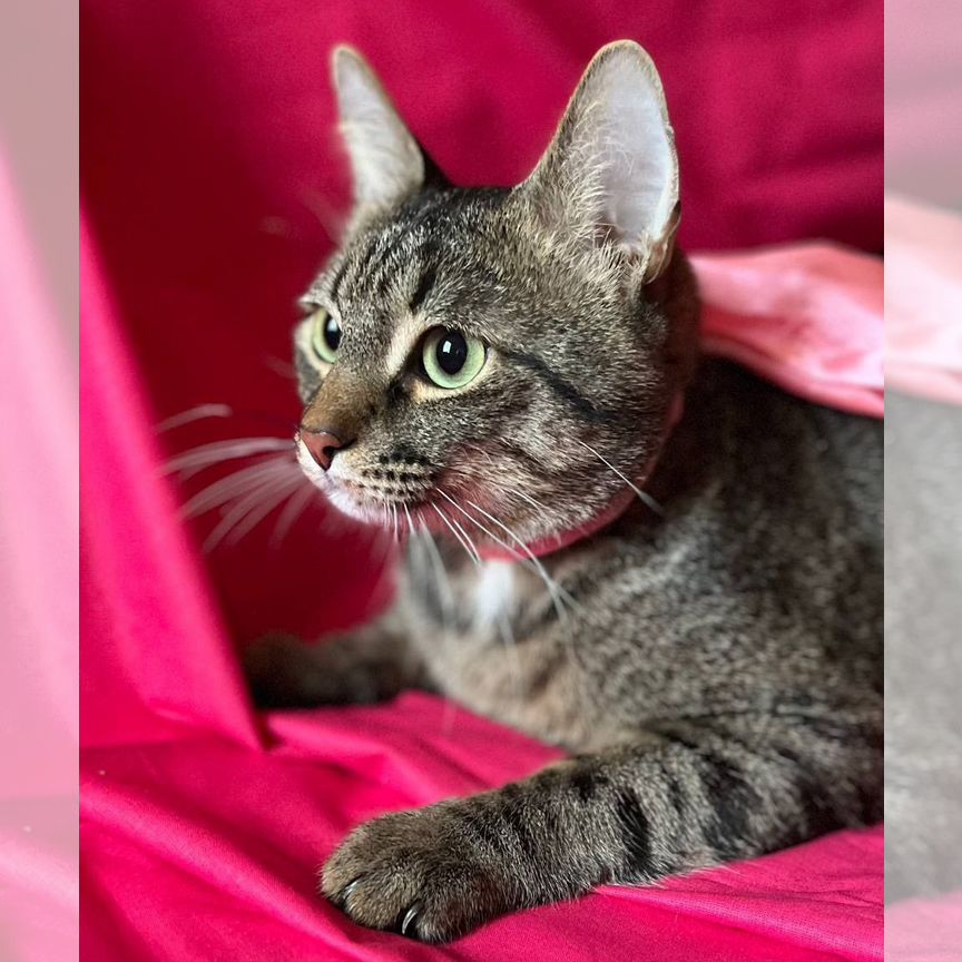 Бенгальская, взрослая кошка