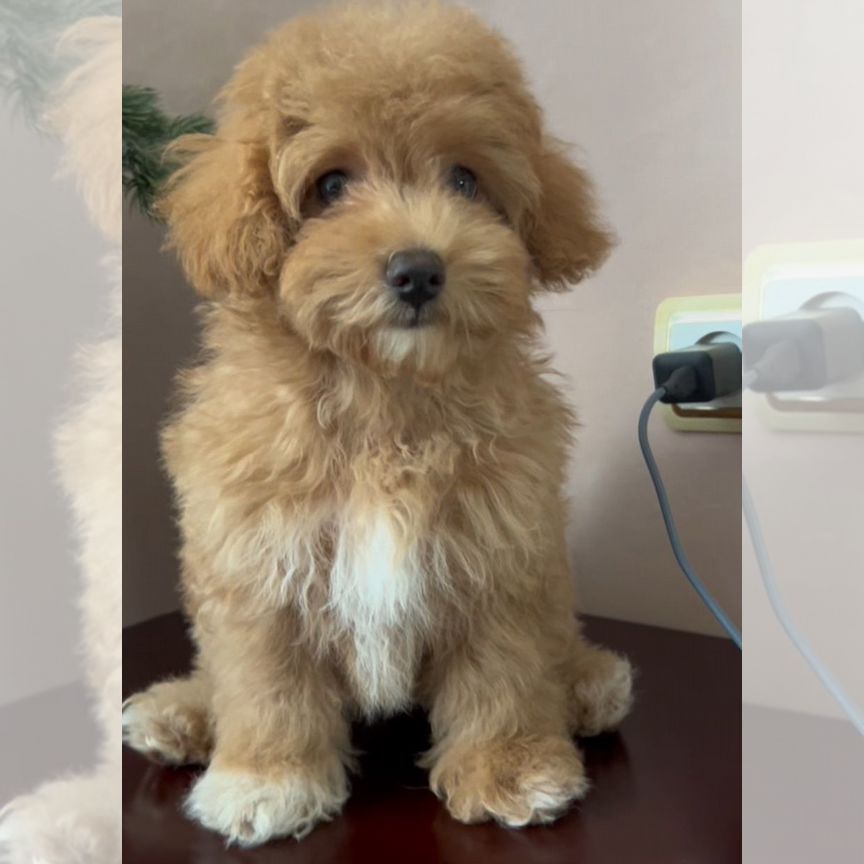 Мальтипу, щенок