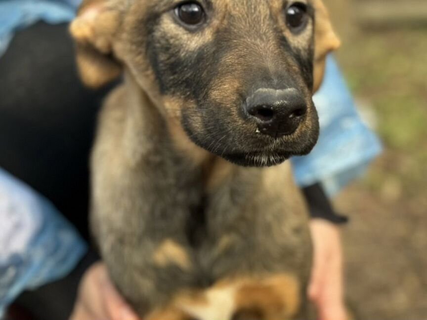 Собака в добрые руки щенок