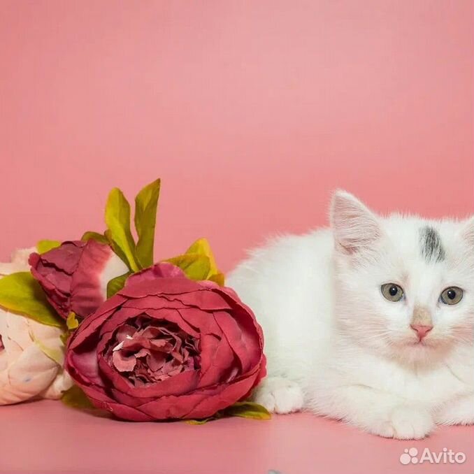 Котенок девочка Шерри 2,5 мес