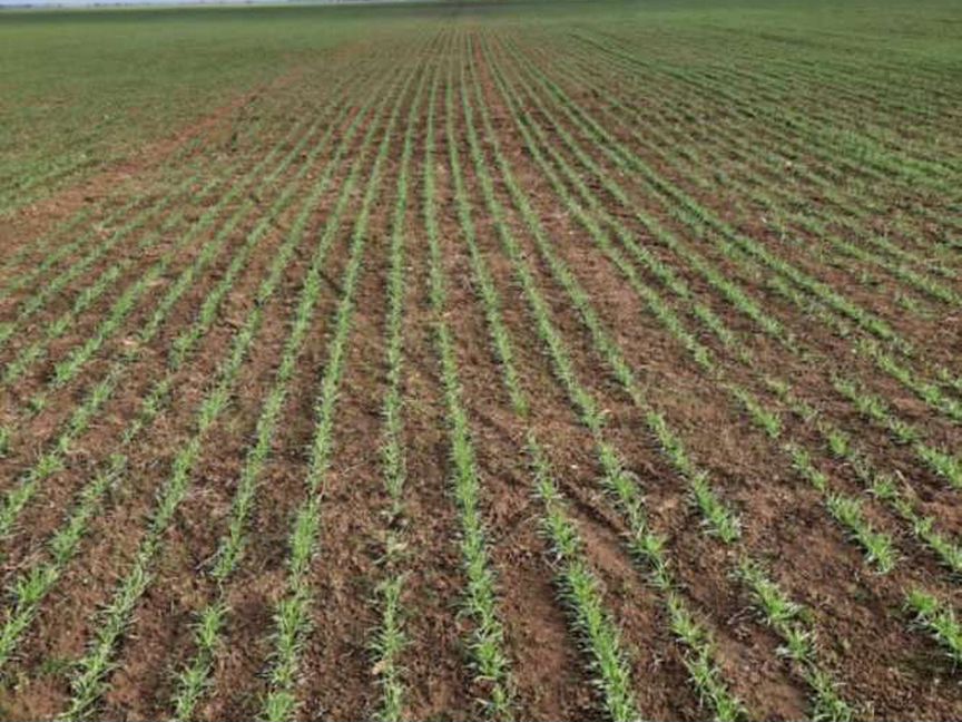 Нут 60 т.р. тонна, половинки нута 25 т.р. тонна